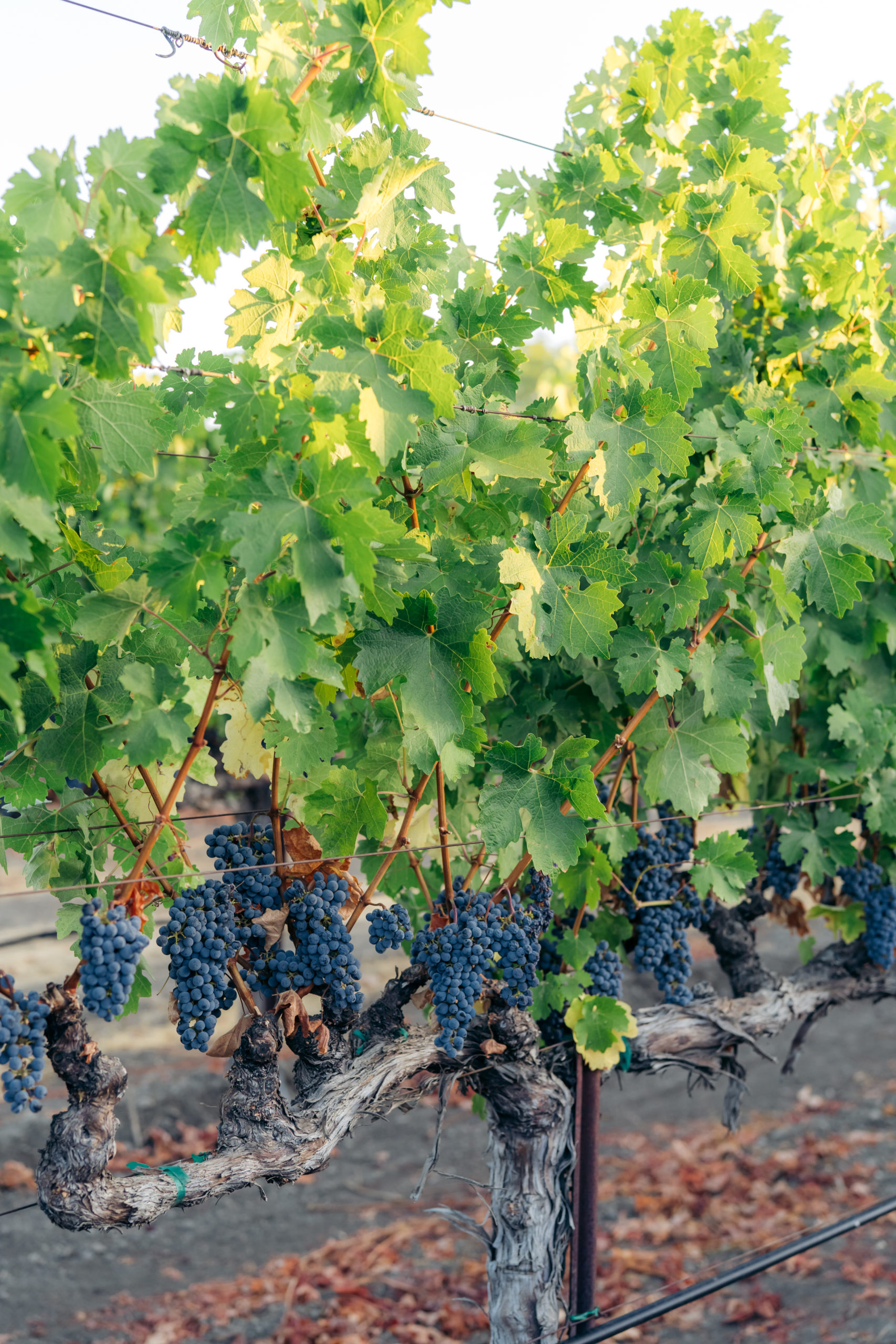 Our Story – Stanton Vineyards